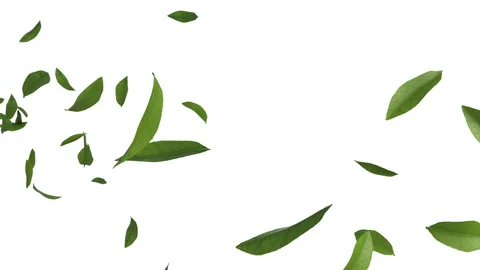 3D animation of green tea leaves flow wi... | Stock Video | Pond5