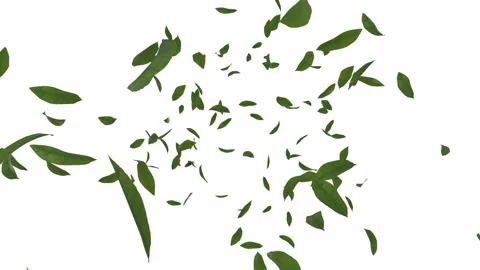 3D animation of green tea leaves flow wi... | Stock Video | Pond5