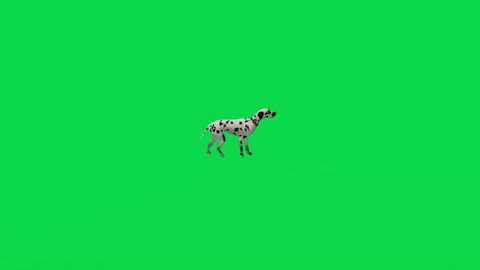 3D animation of guard dog on green scree... | Stock Video | Pond5