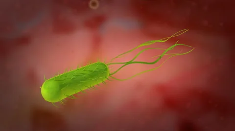 3D animation of the Helicobacter pylori ... | Stock Video | Pond5