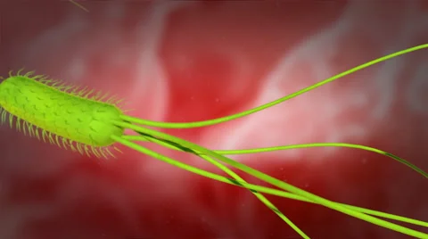3D animation of the Helicobacter pylori ... | Stock Video | Pond5