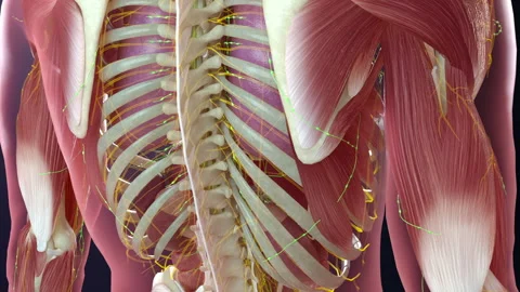 3D Animation of human anatomy Animation.... | Stock Video | Pond5