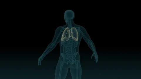 3d animation of human body x-ray scan wi... | Stock Video | Pond5