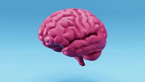 3D animation of human brain anatomical m... | Stock Video | Pond5