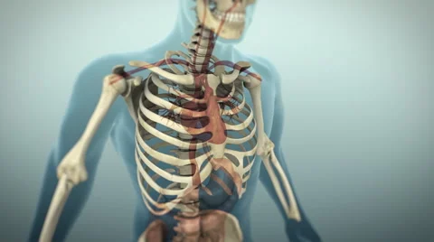 3D animation of the human cardiovascular... | Stock Video | Pond5
