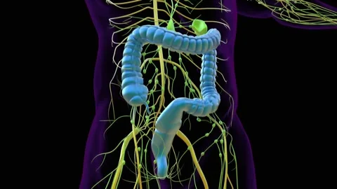 3D animation Human Digestive System Anat... | Stock Video | Pond5