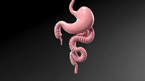 3D Animation Of The Human Digestive Syst... | Stock Video | Pond5
