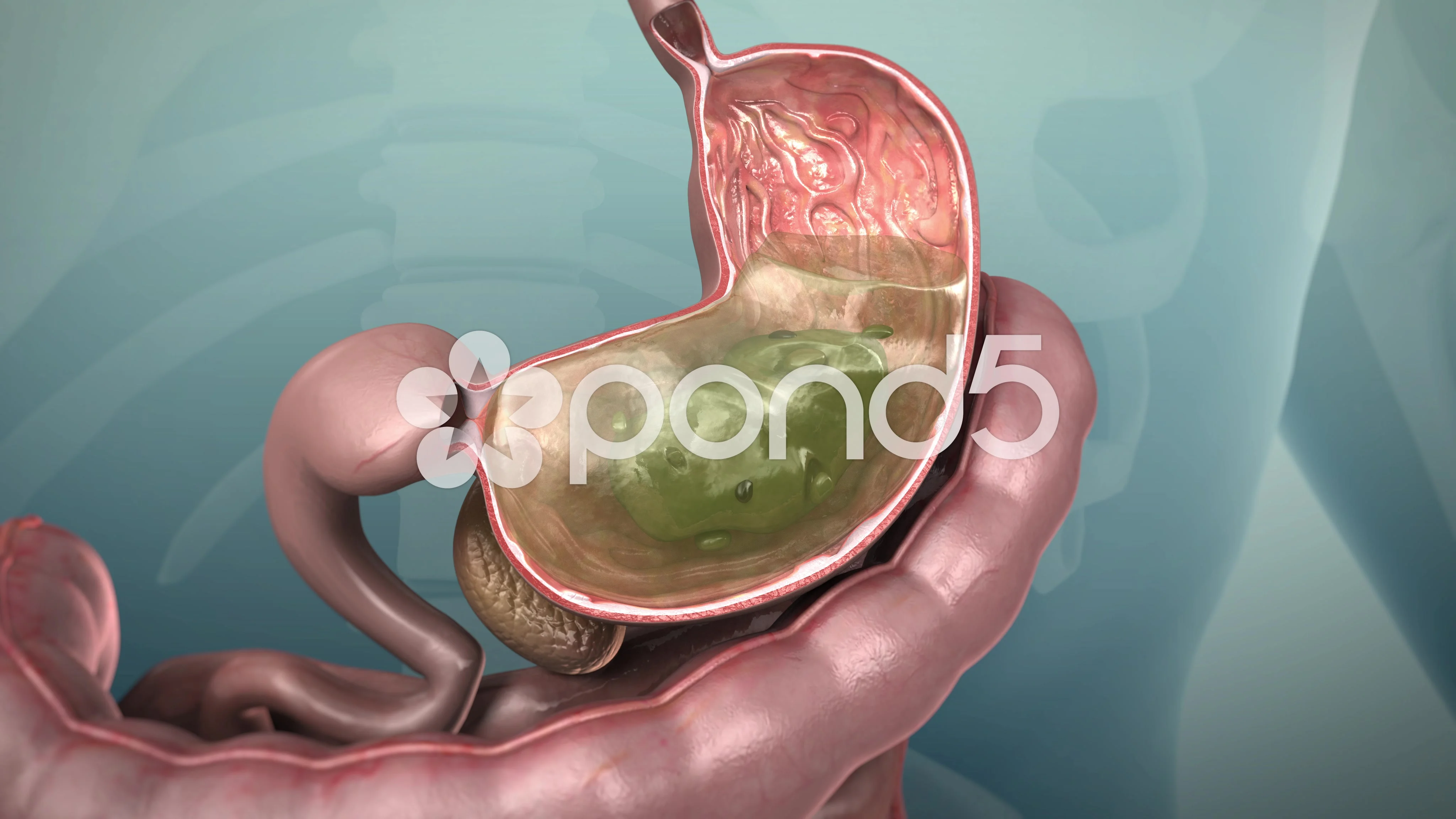 Digestive System Animation Video