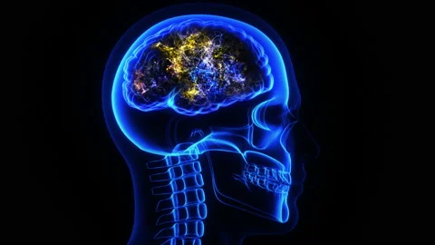 3d Animation of a human head, skull and ... | Stock Video | Pond5