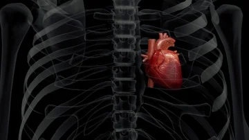 3D animation of a human (x-ray) chest an... | Stock Video | Pond5