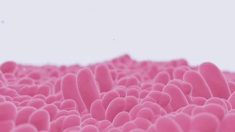 3d animation of intestinal epithelium is... | Stock Video | Pond5