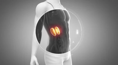 3D animation of KIDNEY anatomy in loop | Stock Video | Pond5