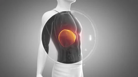 3D animation of LIVER anatomy in loop | Stock Video | Pond5