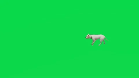 Dog Walking Green Screen Stock Video Footage | Royalty Free Dog Walking ...