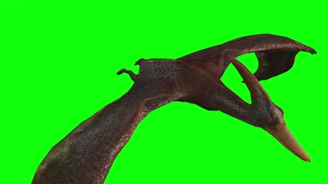 3d animation of Pterodactyl flying on gr... | Stock Video | Pond5