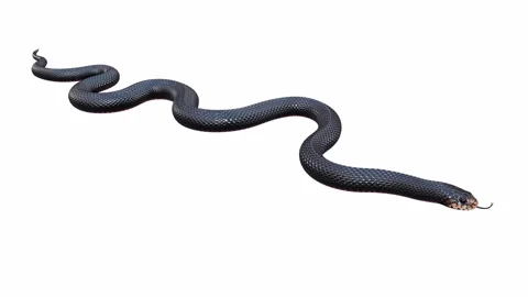 3d animation of Red Bellied Black Snake | Stock Video | Pond5