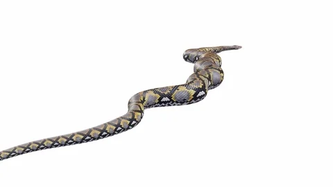 3d animation of Reticulated Python | Stock Video | Pond5