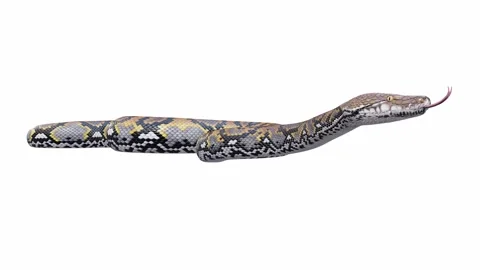 3d animation of Reticulated Python | Stock Video | Pond5