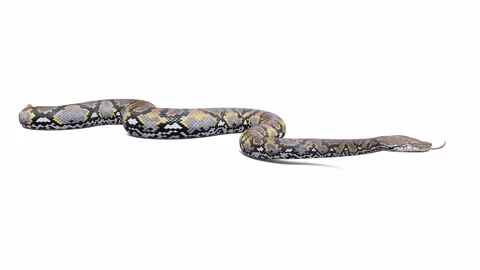 3d animation of Reticulated Python | Stock Video | Pond5