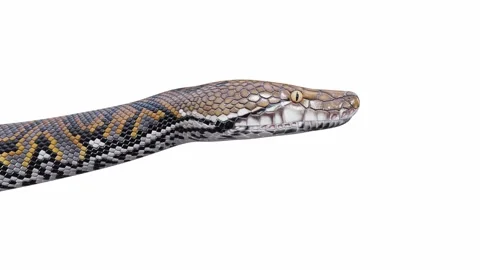 Snake Bite Animation Stock Video Footage | Royalty Free Snake Bite ...