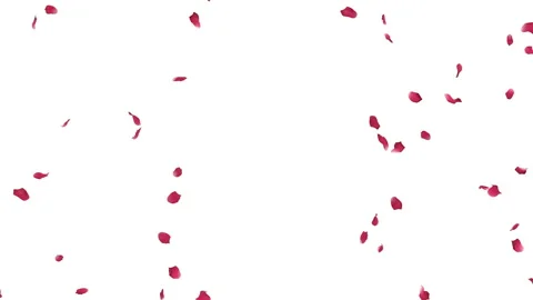 3D animation of rose petals flow with al... | Stock Video | Pond5