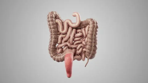 3d animation of rotating human intestine | Stock Video | Pond5