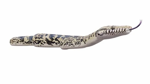 Python 3D Stock Video Footage | Royalty Free Python 3D Videos | Pond5