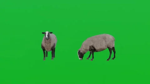 3D Animation sheep on green screen | Stock Video | Pond5