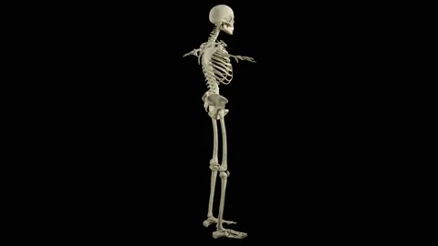 3d animation showing the human skeletal ... | Stock Video | Pond5