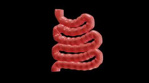3D Animation of Small Intestine | Stock Video | Pond5