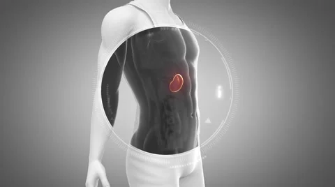 3D animation of SPLEEN anatomy in loop | Stock Video | Pond5