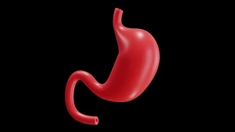 3D Animation of Stomach | Stock Video | Pond5