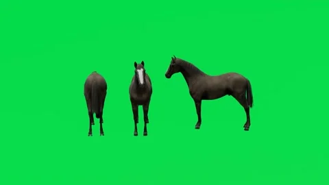 3D animation of three brown racing horse... | Stock Video | Pond5