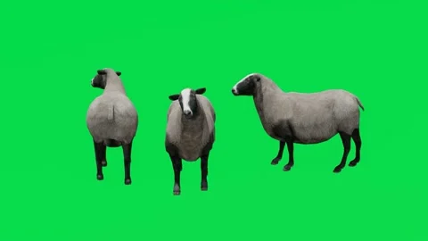3D animation of three sheep animals on a... | Stock Video | Pond5