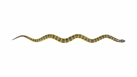 3d animation of Tiger Snake | Stock Video | Pond5