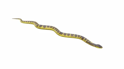 3d animation of Tiger Snake | Stock Video | Pond5