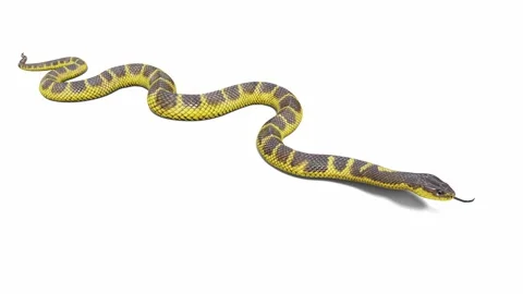 3d animation of Tiger Snake | Stock Video | Pond5