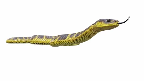 Snake Bite Animation Stock Videos – Royalty-Free HD & 4K Videos