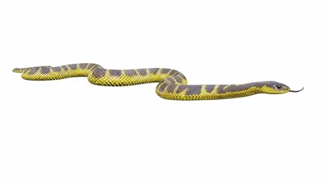 3d animation of Tiger Snake | Stock Video | Pond5