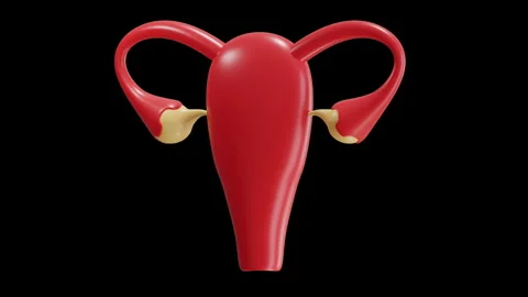 Uterus Animation Stock Videos – Royalty-Free HD & 4K Videos