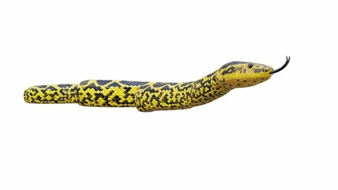 Anaconda (Character) Stock Videos – Royalty-Free HD & 4K Videos | Pond5