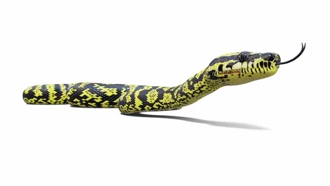 3d animation of Zebra Jungle Carpet Pyth... | Stock Video | Pond5