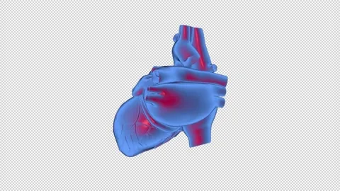 3D Beating Heart animation in blue and r... | Stock Video | Pond5