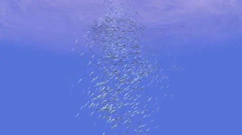 3D Beautiful Fish Swarm | Stock Video | Pond5