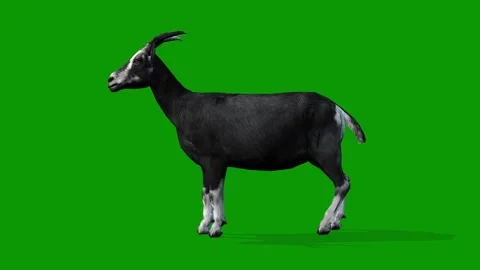 3D Black Goat idle Animation Left Side o... | Stock Video | Pond5