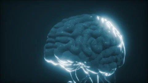 3D brain anatomy animation in blue color... | Stock Video | Pond5