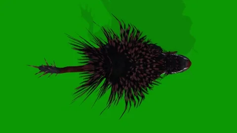 Animal Asset Stock Videos – Royalty-Free HD & 4K Videos