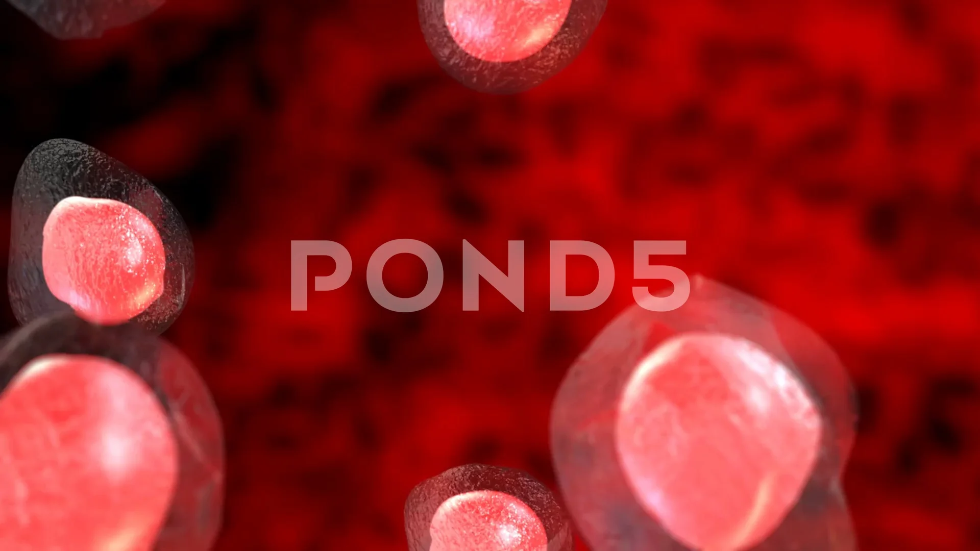 Real Animal Cell Under Microscope