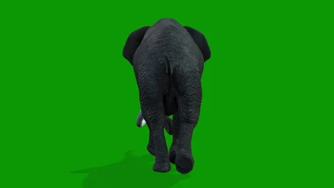 Elephant Green Screen Stock Videos – Royalty-Free HD & 4K Videos | Pond5