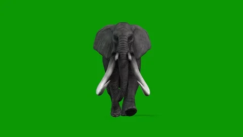 Elephant Green Screen Stock Videos – Royalty-Free HD & 4K Videos | Pond5